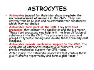 Cellular organization of the nervous system | PPTX