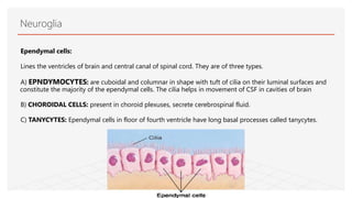 Cellular organization of the nervous system | PPTX