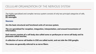 Cellular organization of the nervous system | PPT