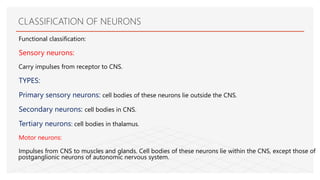 Cellular organization of the nervous system | PPTX