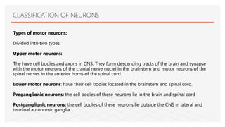 Cellular organization of the nervous system | PPT