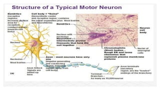 Cellular organization of the nervous system | PPT