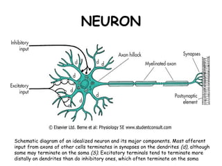 CELLULAR ORGANIZATION OF THE NERVOUS SYSTEM.pptx