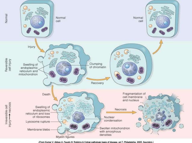 Cellular pathology | PPTX