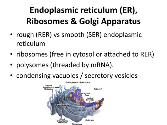 Cellular pathology | PPT