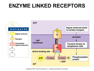 cellular physiology .ppt | Biological Sciences | Science