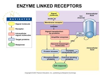cellular physiology .ppt | Biological Sciences | Science