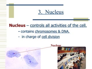 Cellular Presentation | PPT