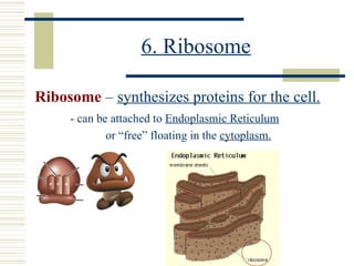 Cellular Presentation | PPT