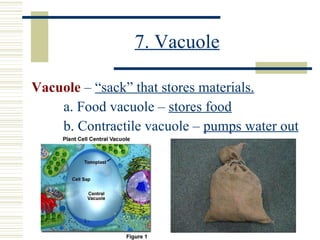 Cellular Presentation | PPT