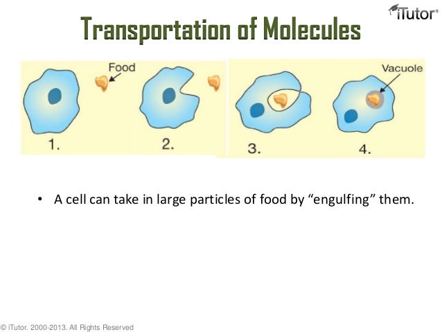 Cellular Process