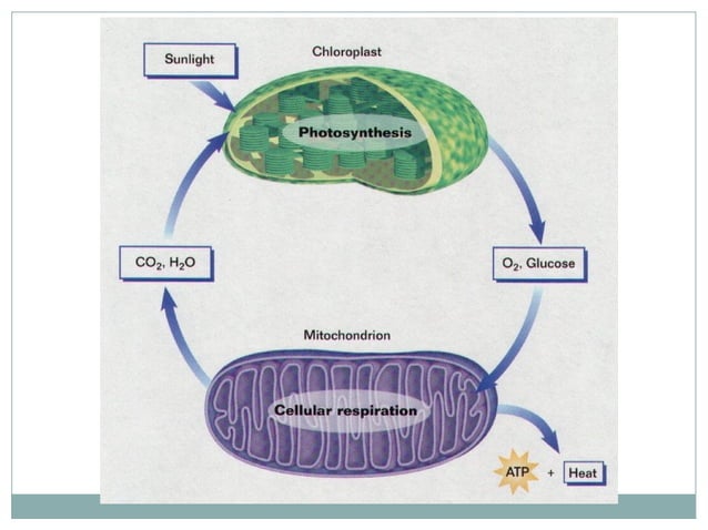 Cellular processes | PPT
