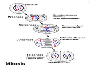 Cellular processes wikki ppt | PPT