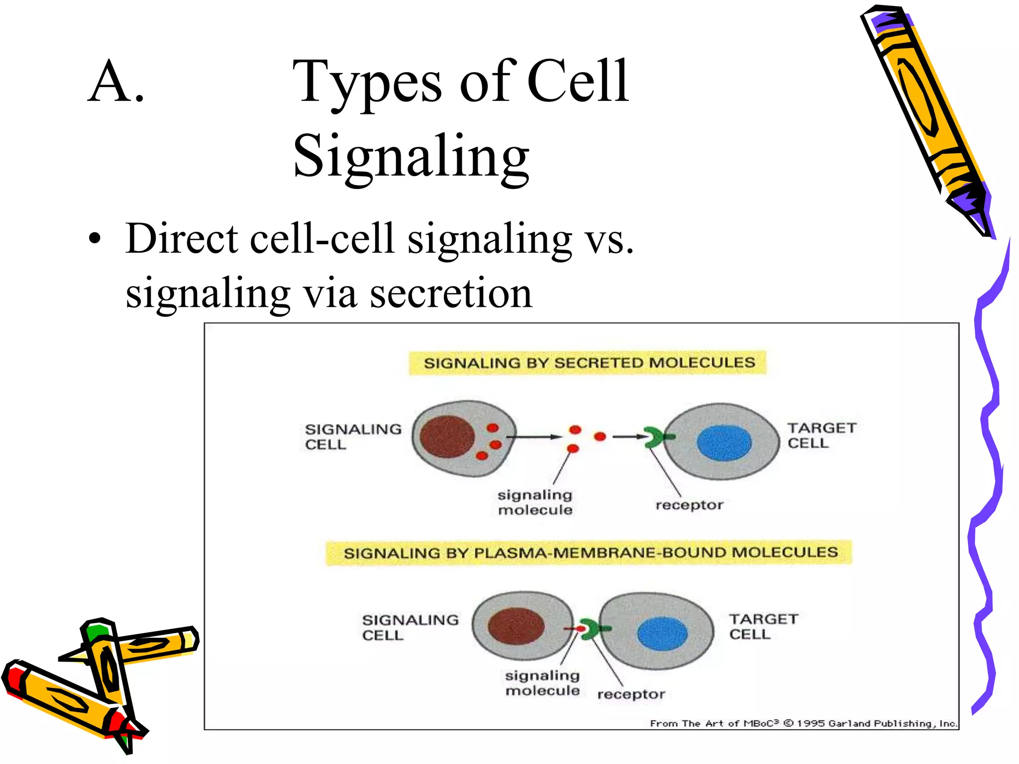 CELL SIGNALING | PPT