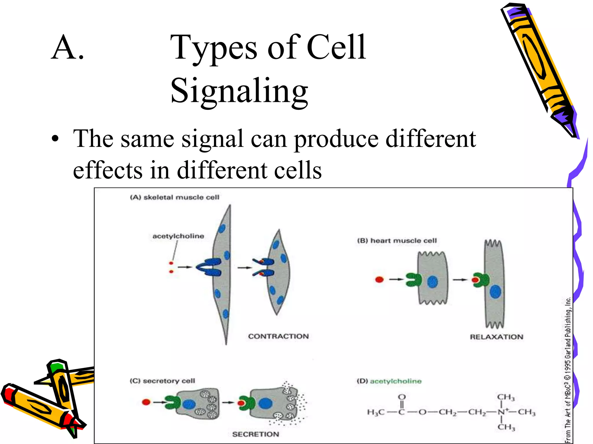 CELL SIGNALING | PPT