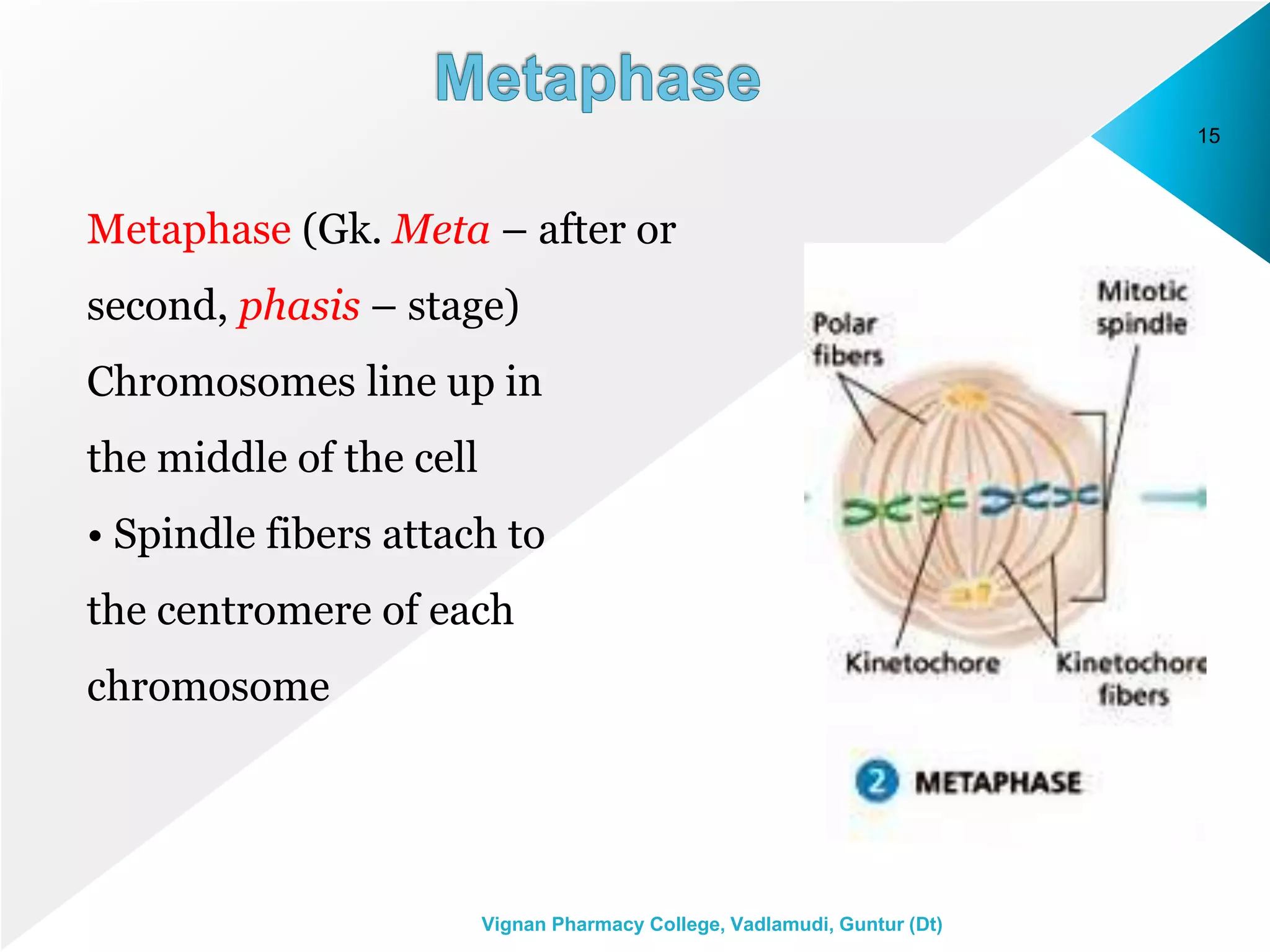 Cellular Reproduction | PPTX