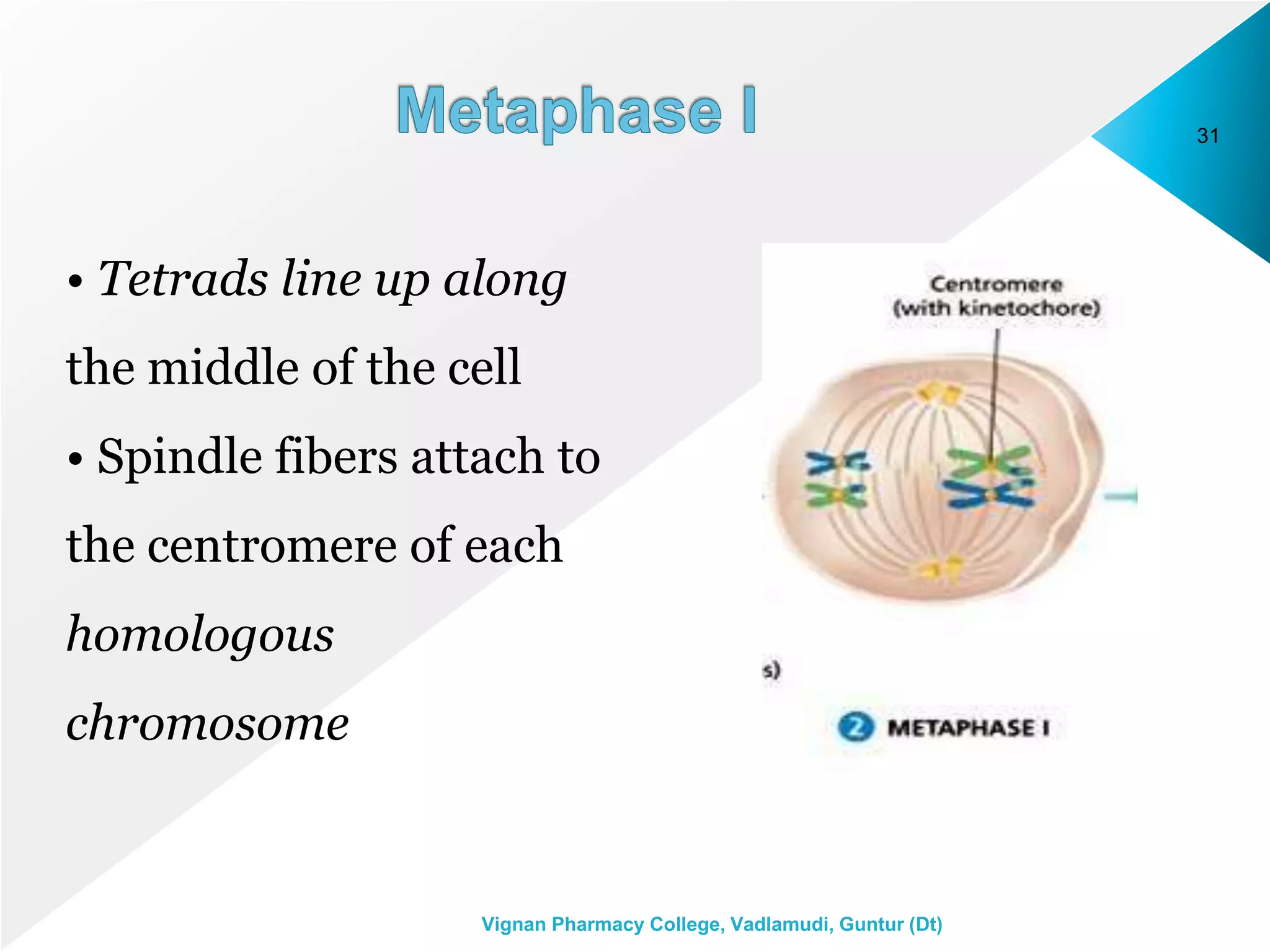 Cellular Reproduction | PPTX