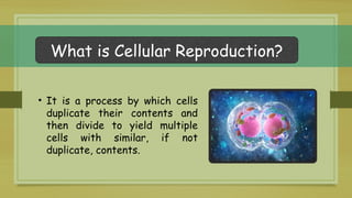 Cellular Reproduction microbiologyy.pptx