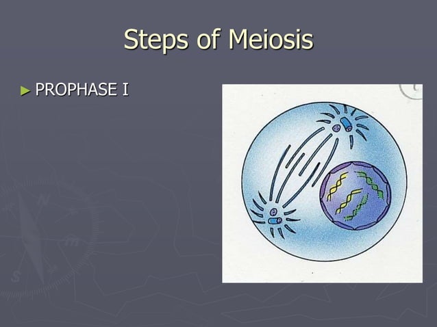 Meiosis | PPT
