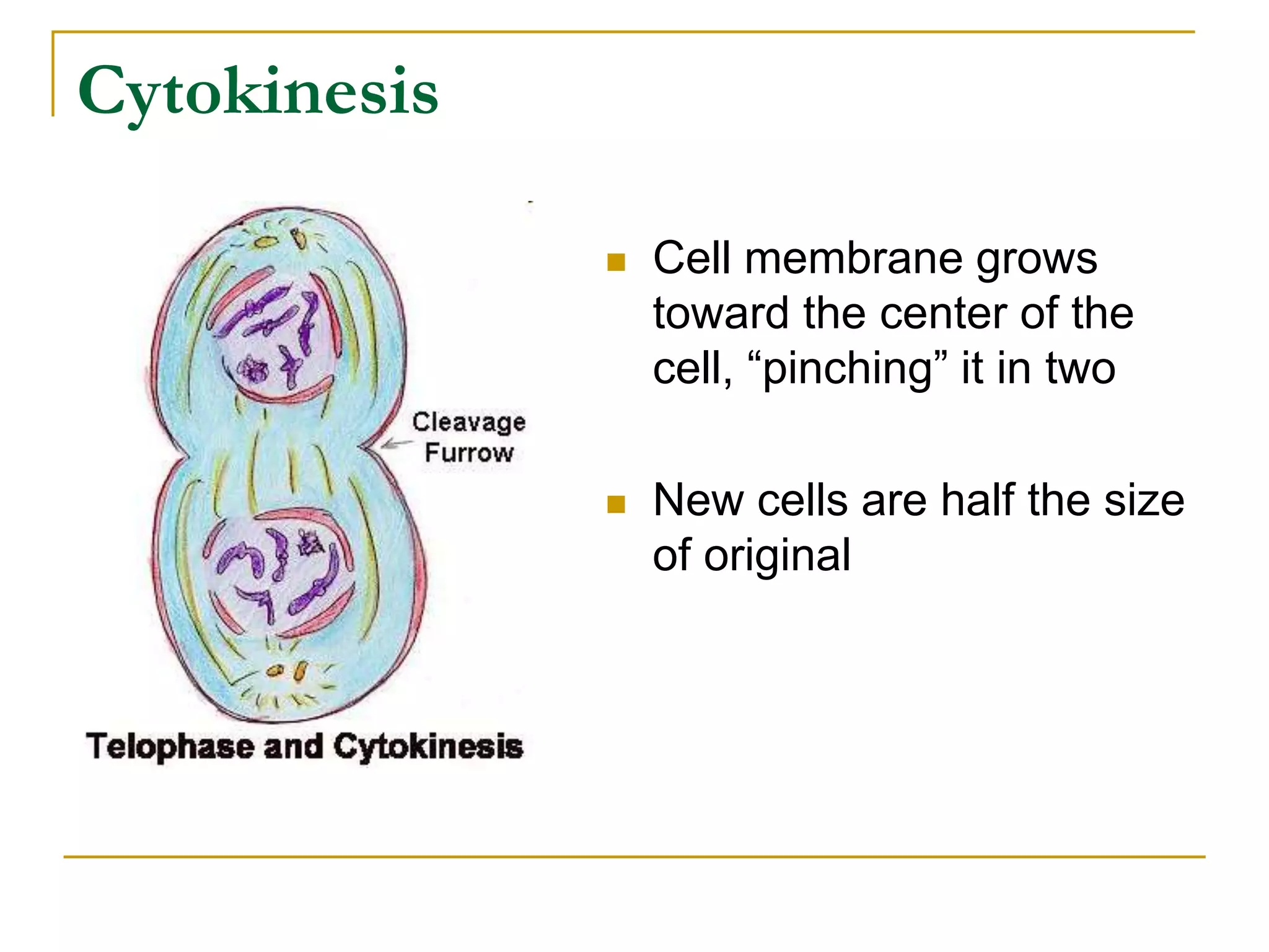 Mitosis | PPTX