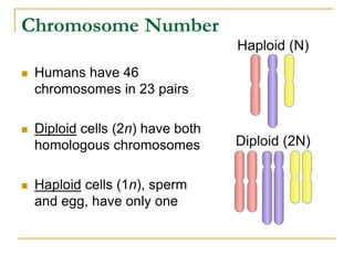Mitosis | PPTX
