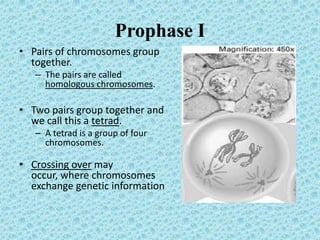 Cellular reproduction ppt | PPTX