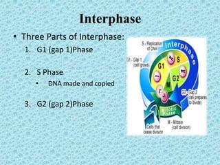 Cellular reproduction ppt | PPTX
