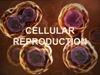 Cell Reproduction