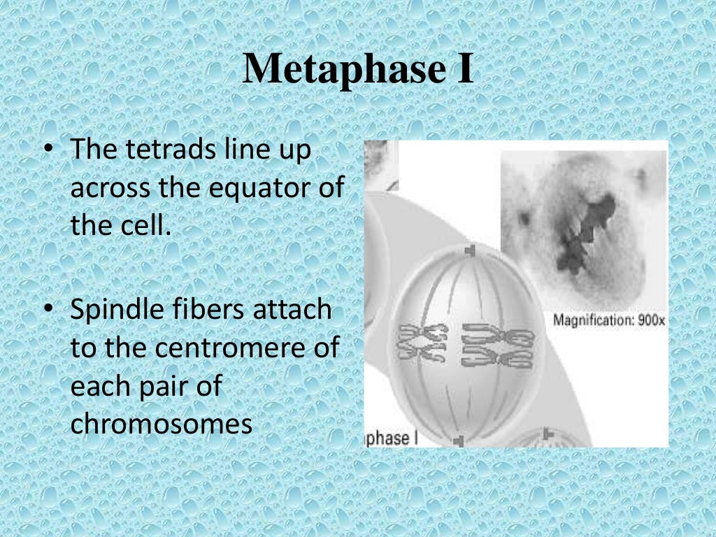 Cellular Reproduction Ppt