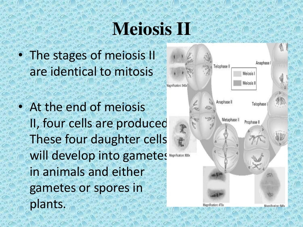 Cellular Reproduction Ppt
