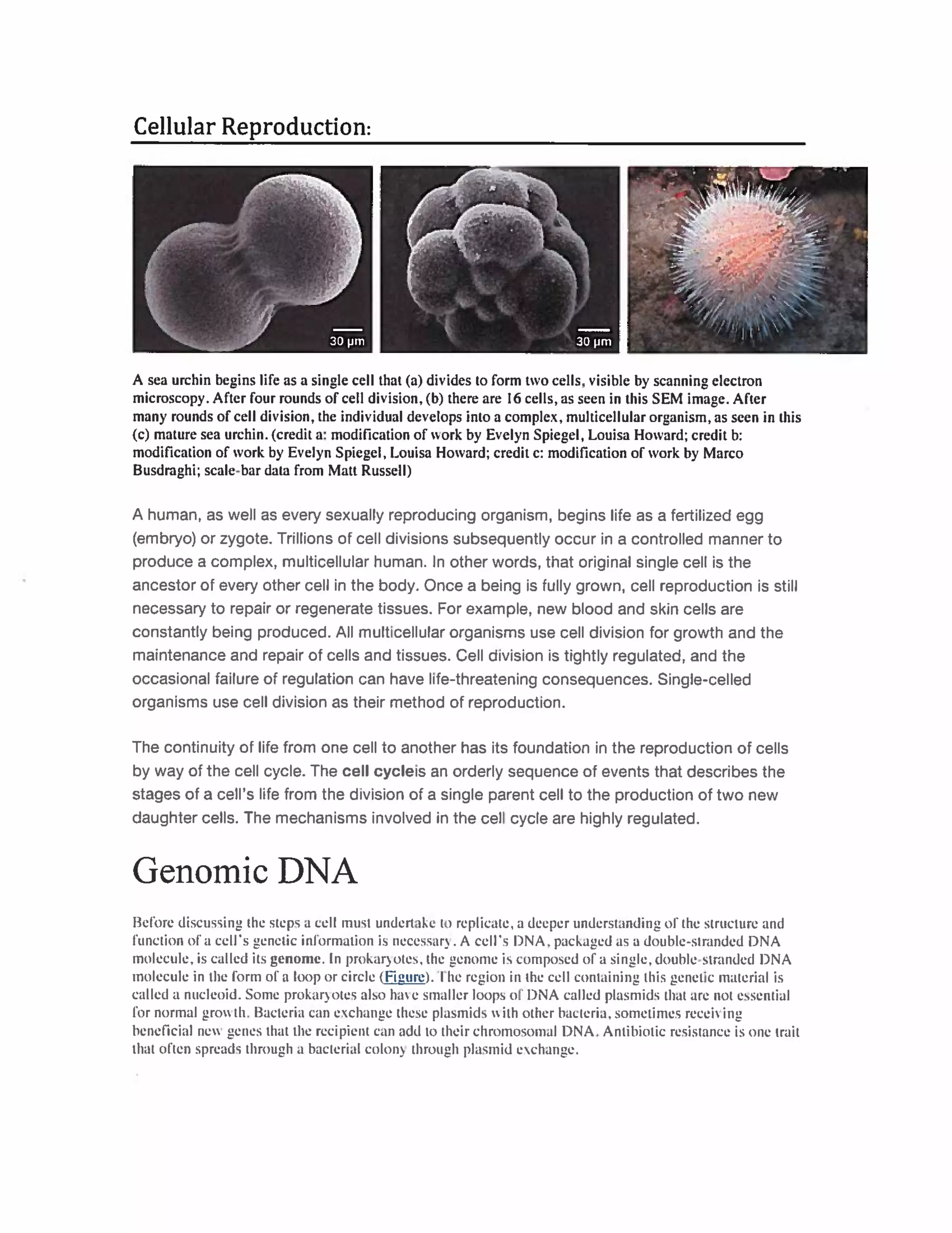 Cellular reproduction sqr3 d reading | PDF