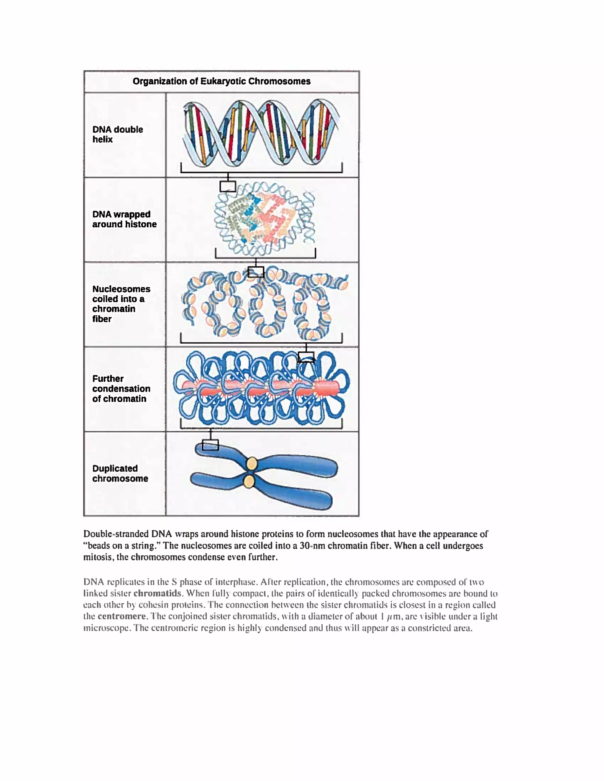 Cellular reproduction sqr3 d reading | PDF