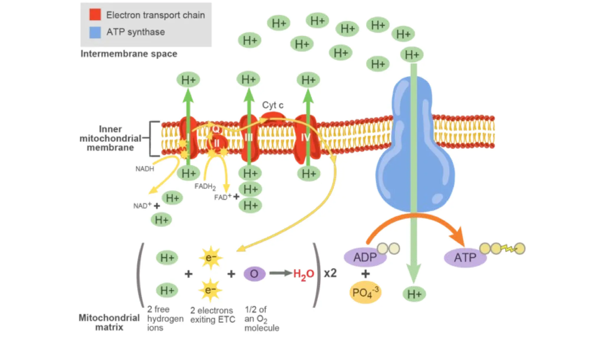 Cellular respi-Aerobic-report.pptxbihhhhhh | PPT