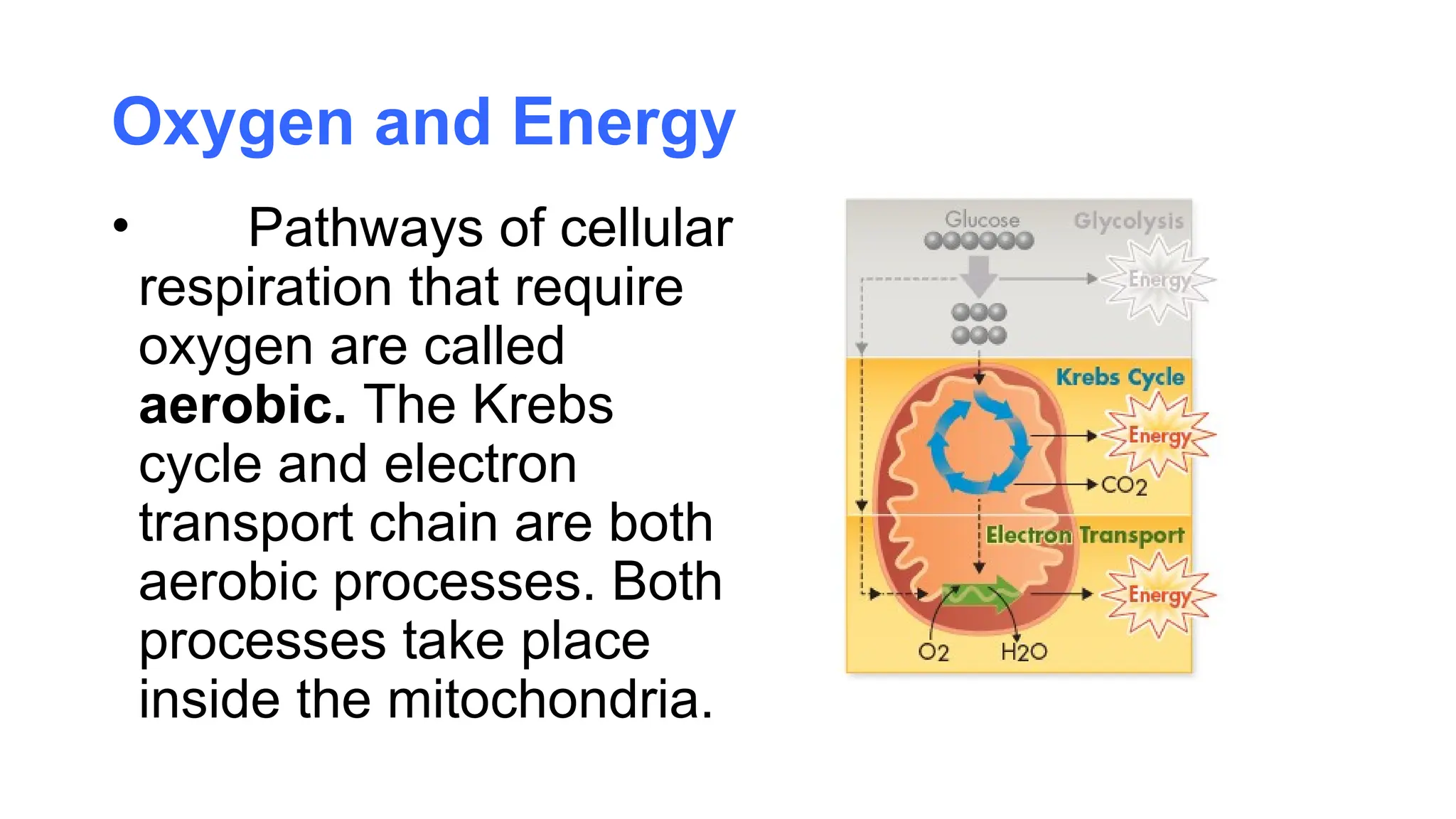 Cellular respi-Aerobic-report.pptxbihhhhhh | PPT