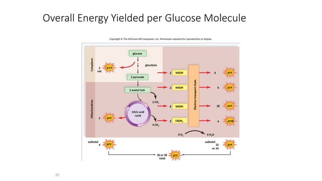 Cellular respi-Aerobic-report.pptxbihhhhhh | PPT