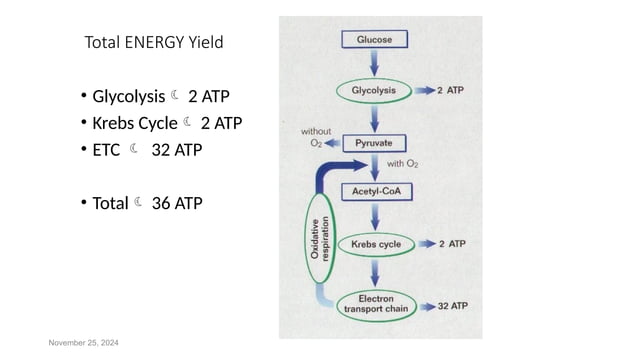 Cellular respi-Aerobic-report.pptxbihhhhhh | PPT