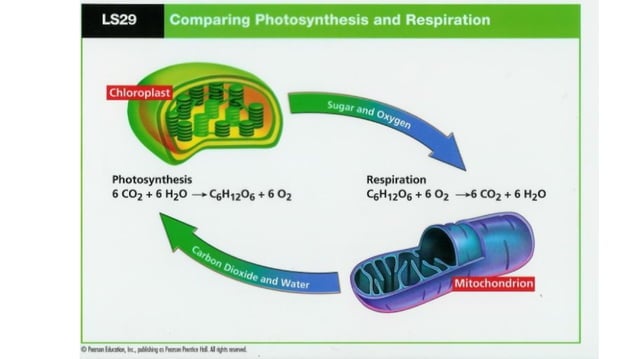 Cellular respi-Aerobic-report.pptxbihhhhhh | PPT