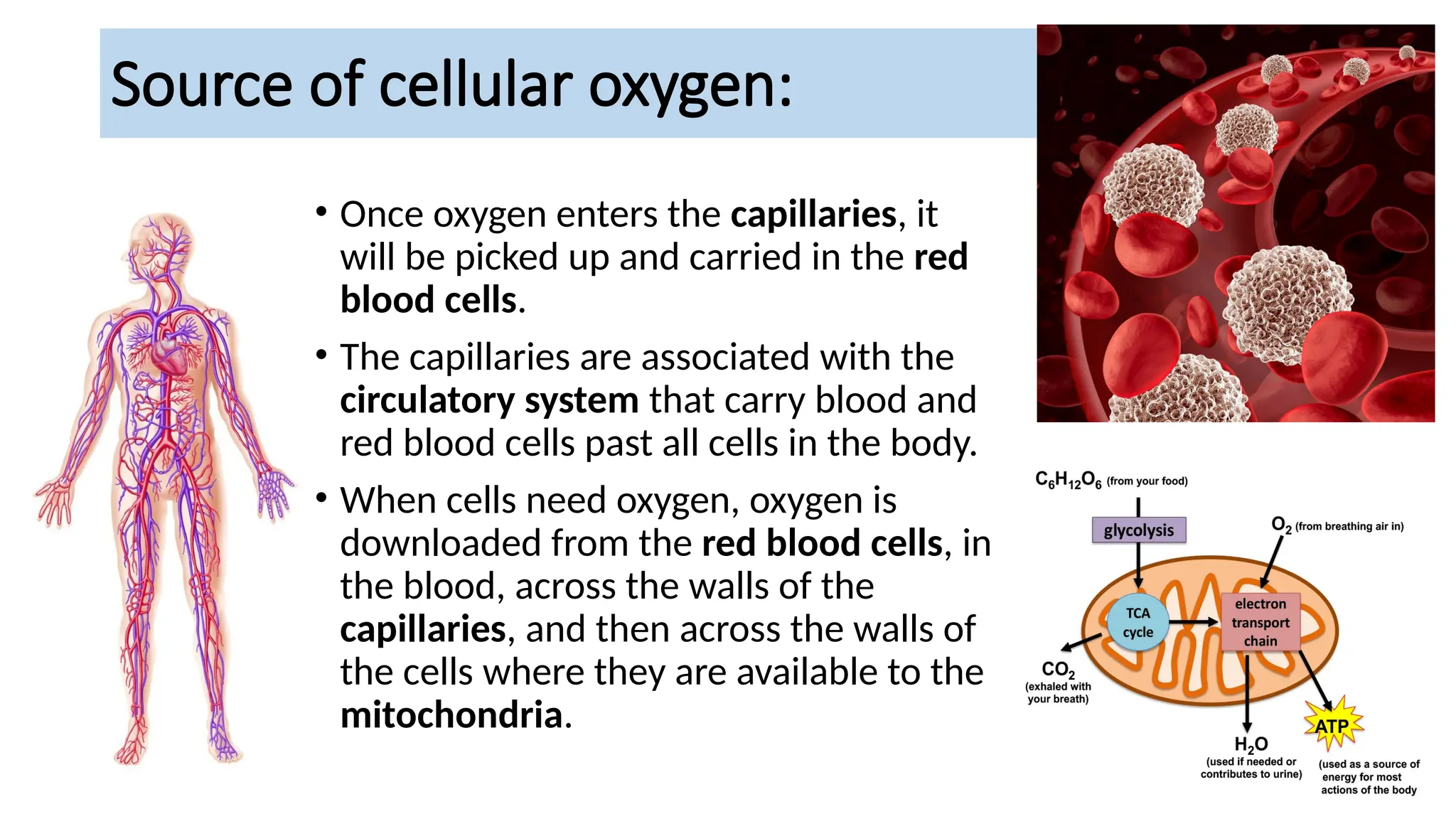 general biology cellular_respiraiton_powerpoint.pptx