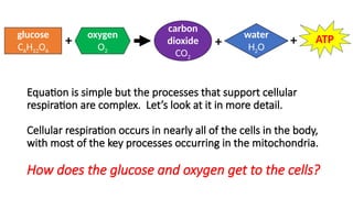 general biology cellular_respiraiton_powerpoint.pptx