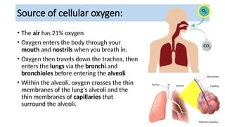 general biology cellular_respiraiton_powerpoint.pptx