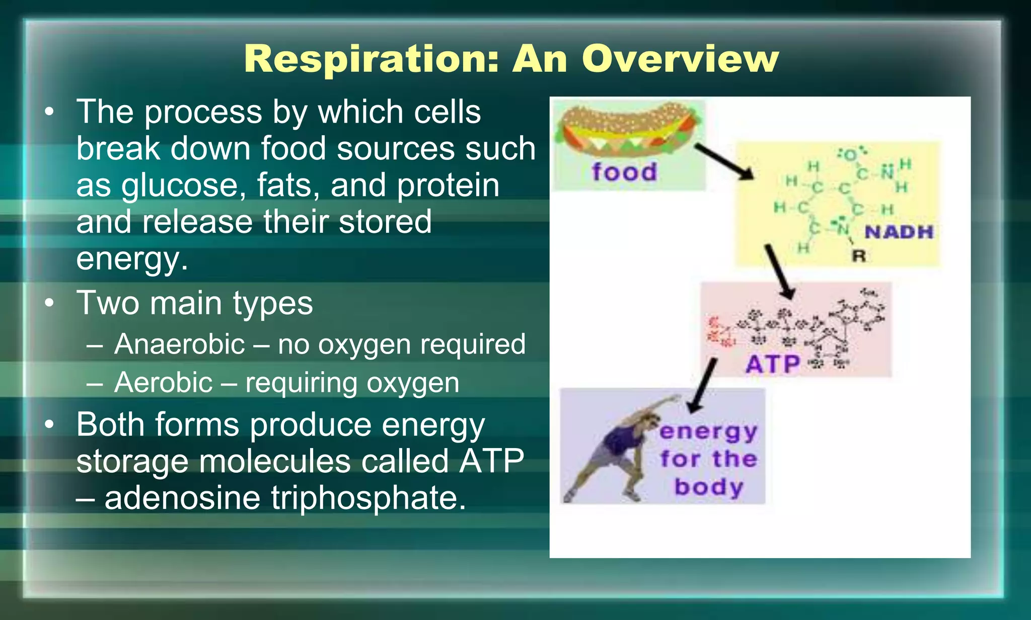 cellular respiratio.ppt