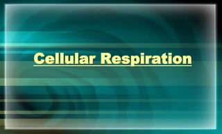 cellular respiratio.ppt