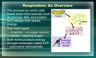 cellular respiratio.ppt