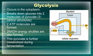 cellular respiratio.ppt