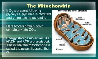 cellular respiratio.ppt