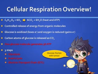 Cellular Respiration For Kids Animation