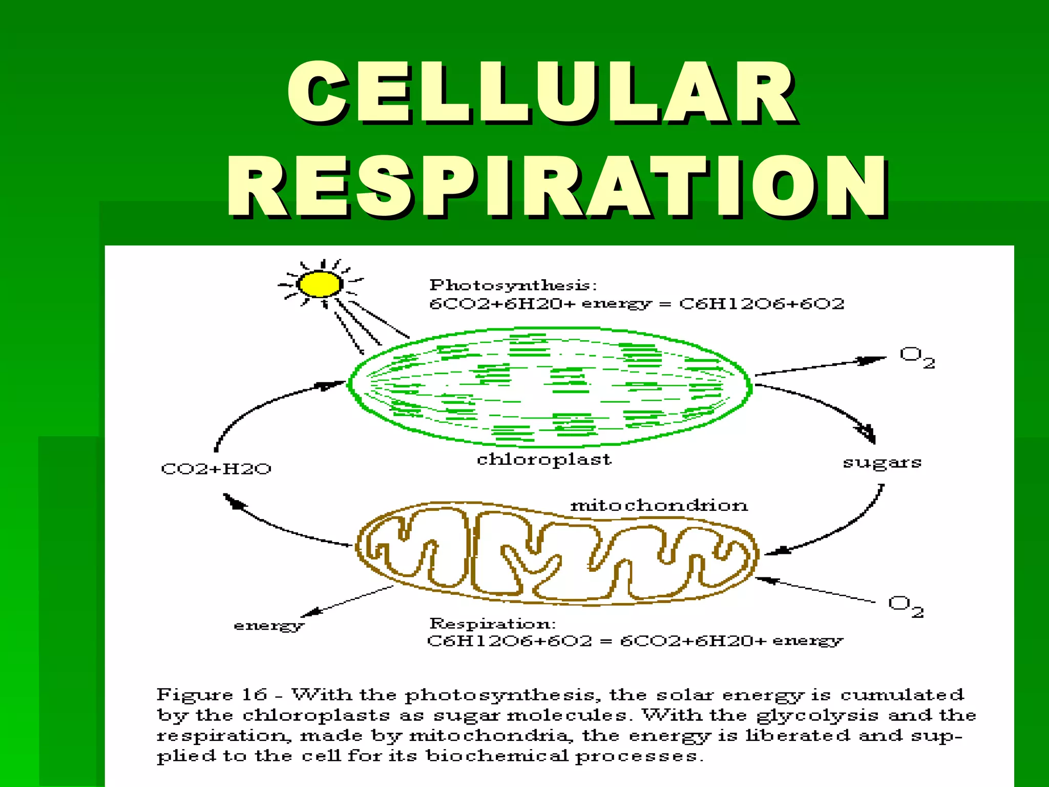 Cellular Respiration | PPT