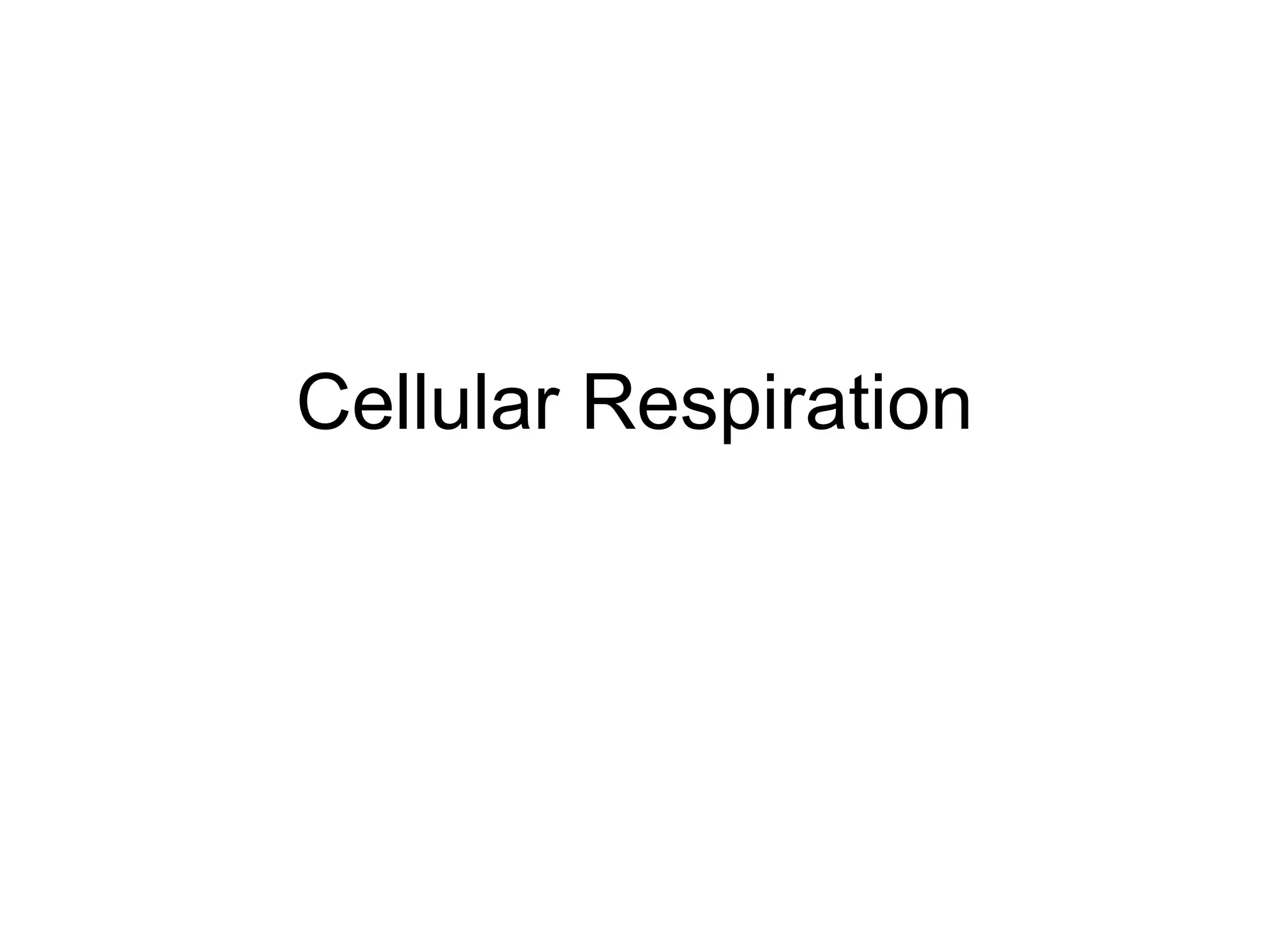IB Biology HL Cellular respiration | PPT