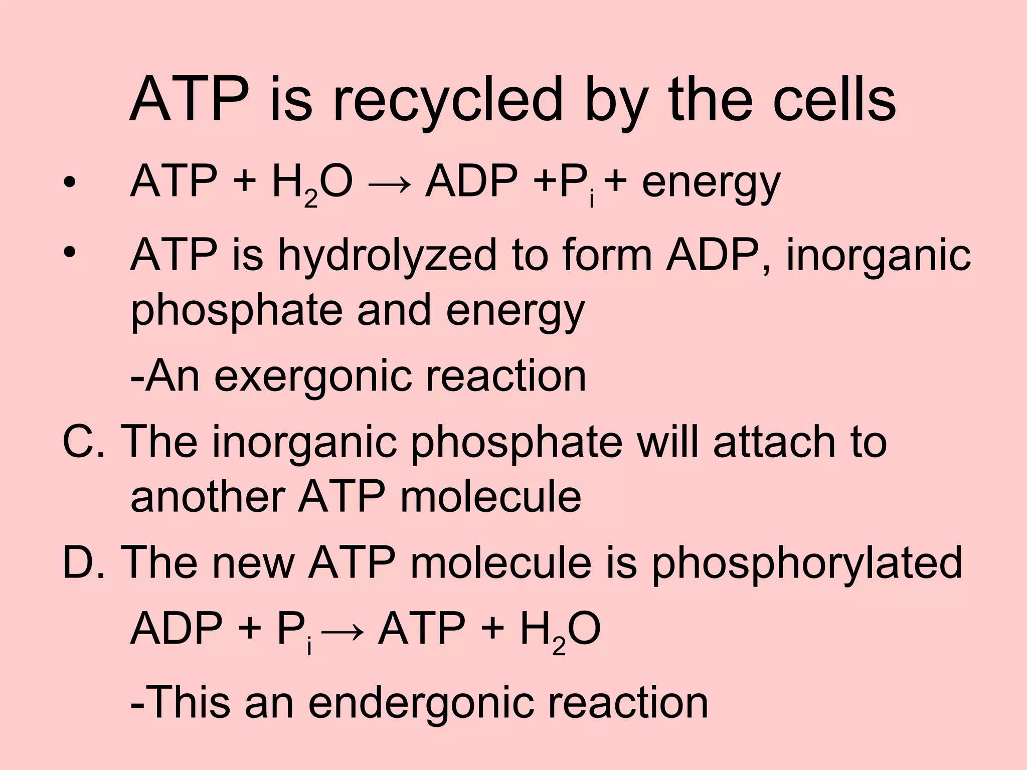 Cellular Respiration PowerPoint | PPT