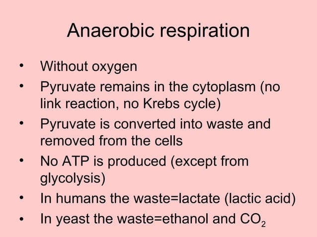 Cellular Respiration PowerPoint | PPT